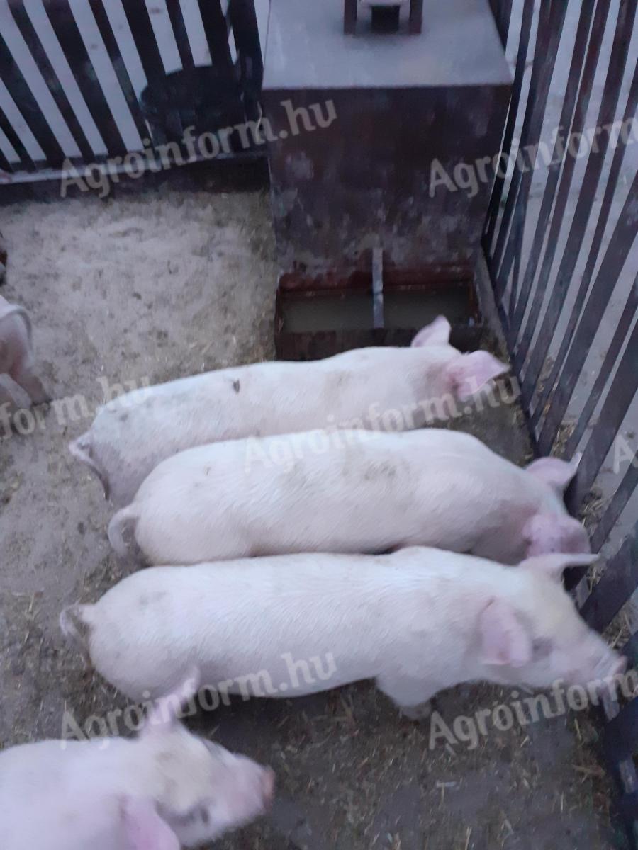 Malacok eladók húshasznú fajtából, 20-25 kg-osak - Bács-Kiskun vármegye ...