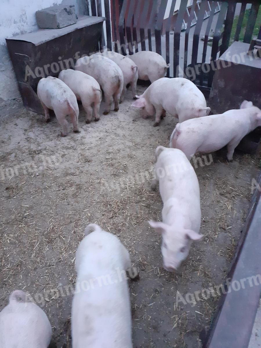 Malacok eladók húshasznú fajtából, 20-25 kg-osak - Bács-Kiskun vármegye ...