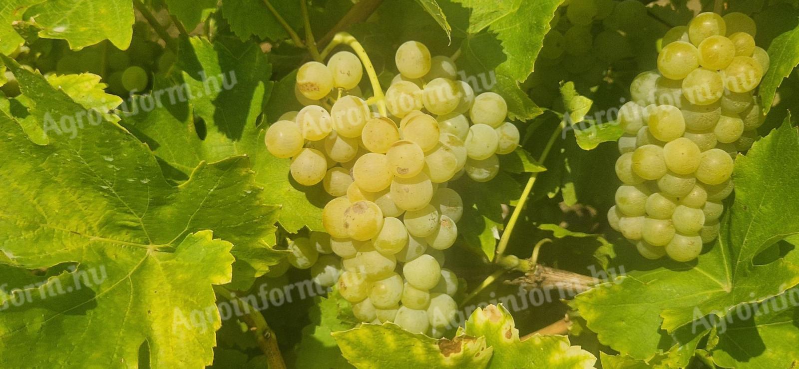 Muscat Ottonel muskotály szőlő eladó - Heves vármegye 3200 Gyöngyös ...