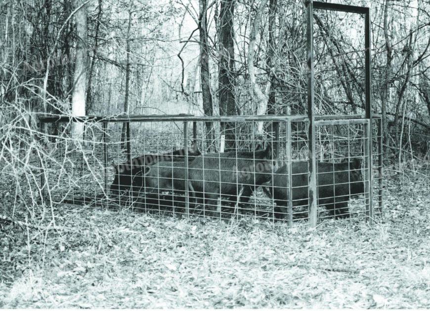 Vaddisznó csapda (400 x 160 x 120 cm) - Zala vármegye Keszthely ...