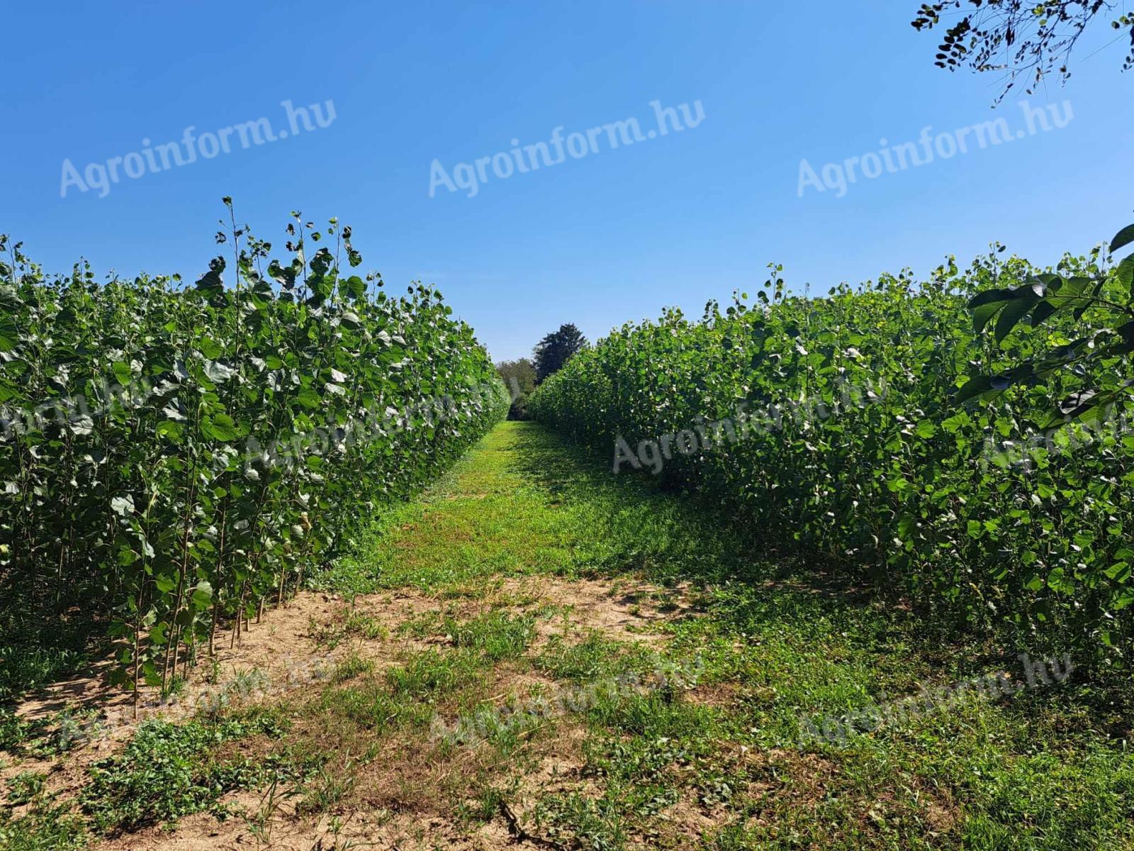 Nyárfa csemete eladó – származásigazolt, első osztályú Populus ...