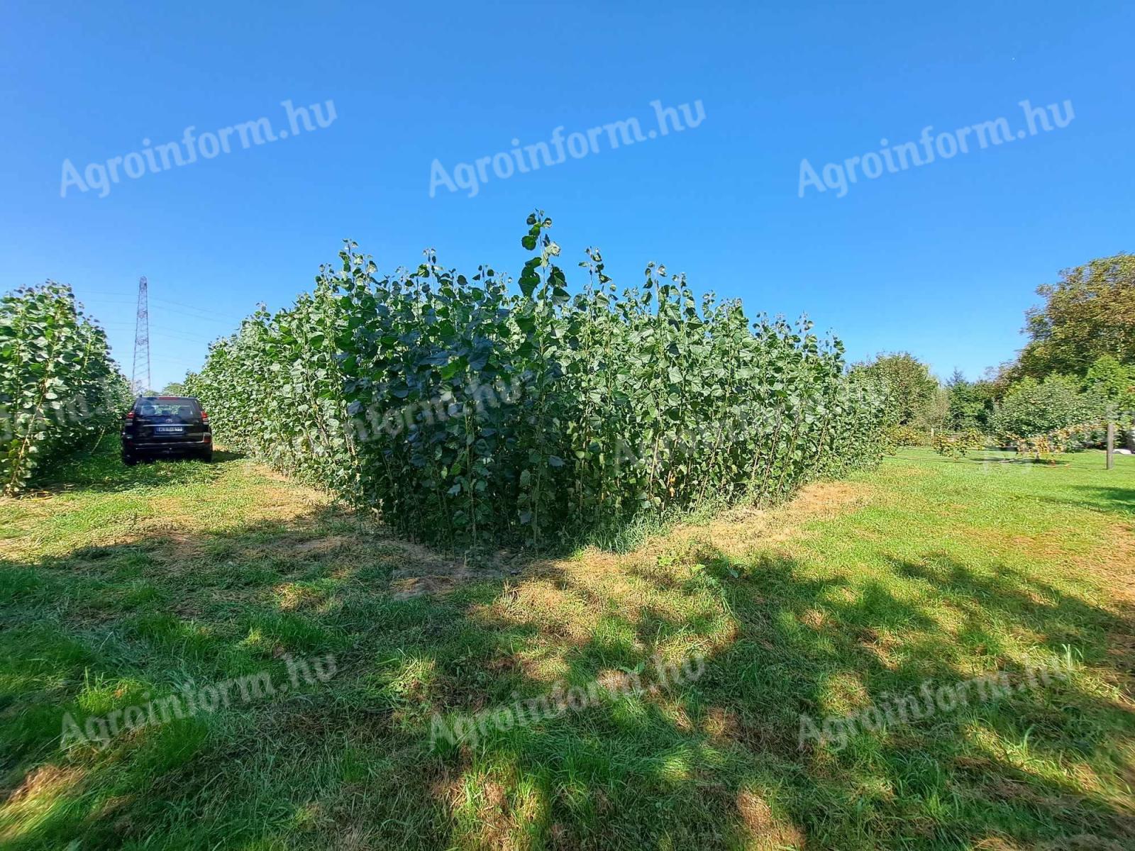 Nyárfa csemete eladó – származásigazolt, első osztályú Populus ...