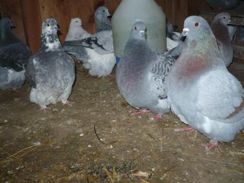 Eladó galamb - Piactér | Agroinform.hu