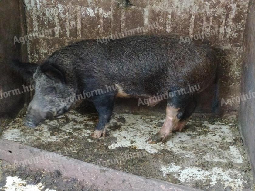 Süldőkan disznó - Jász-Nagykun-Szolnok vármegye 5121 Jászjákóhalma ...