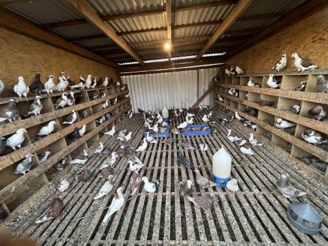 Eladó galamb - Piactér | Agroinform.hu