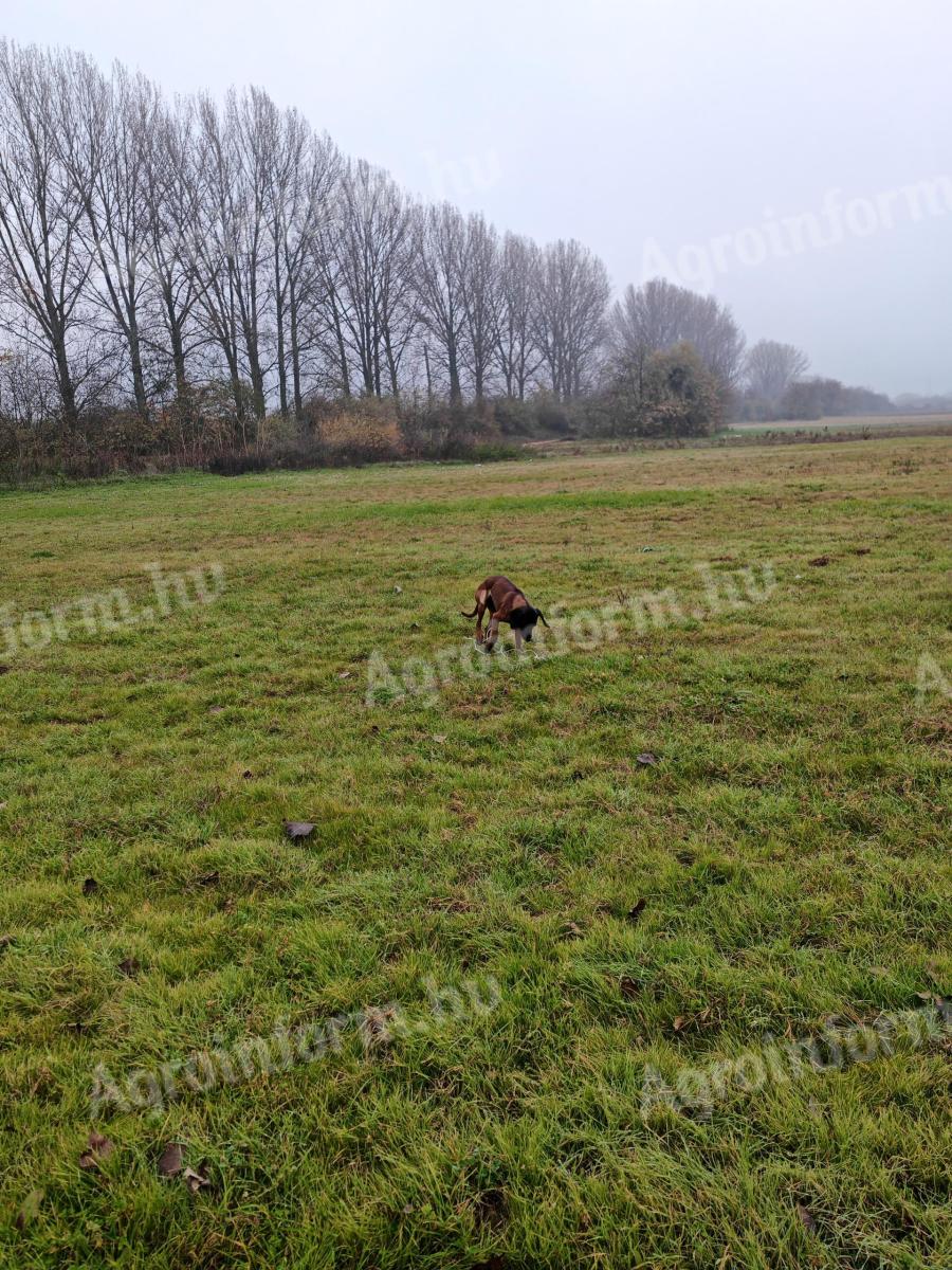 Apagy és Laskod határában szántóföldek eladók - Szabolcs-Szatmár-Bereg ...