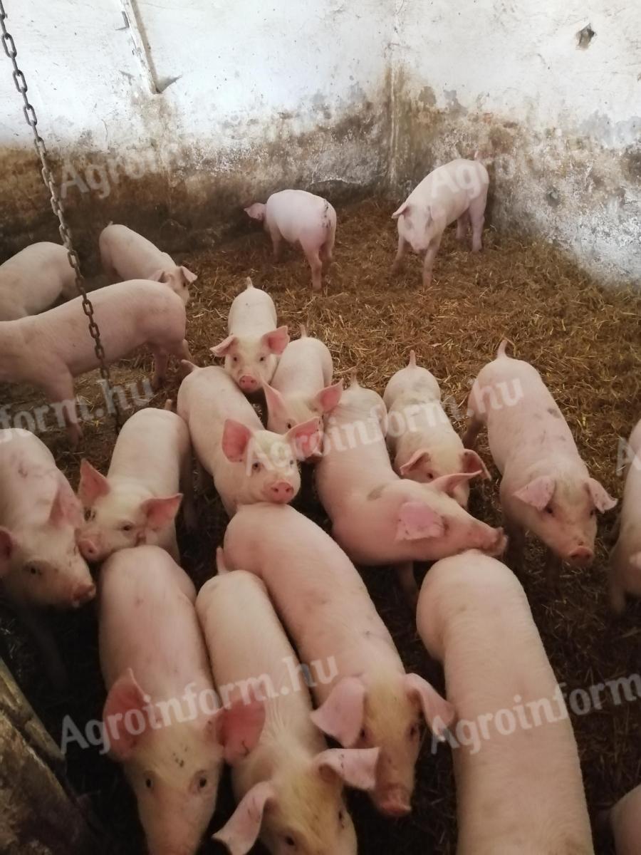 Malac, malacok - Veszprém vármegye 8532 Marcaltő - Agroinform.hu