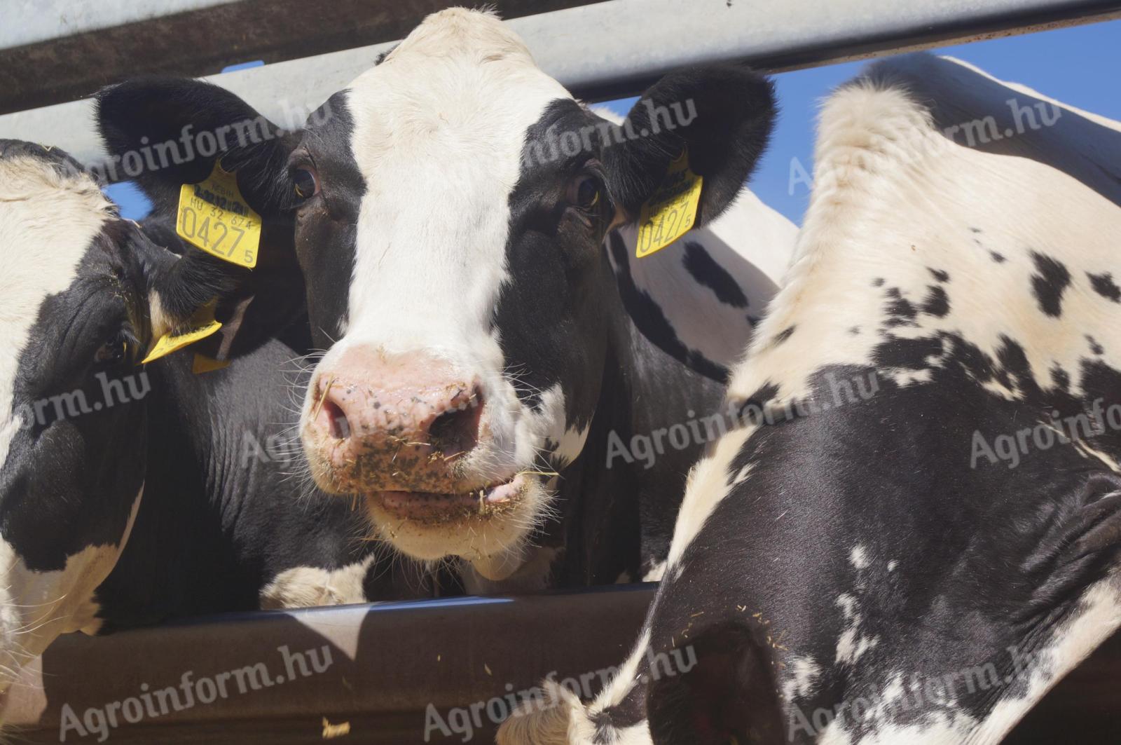 Szarvasmarha körmölő - Baranya vármegye 7756 Borjád - Agroinform.hu