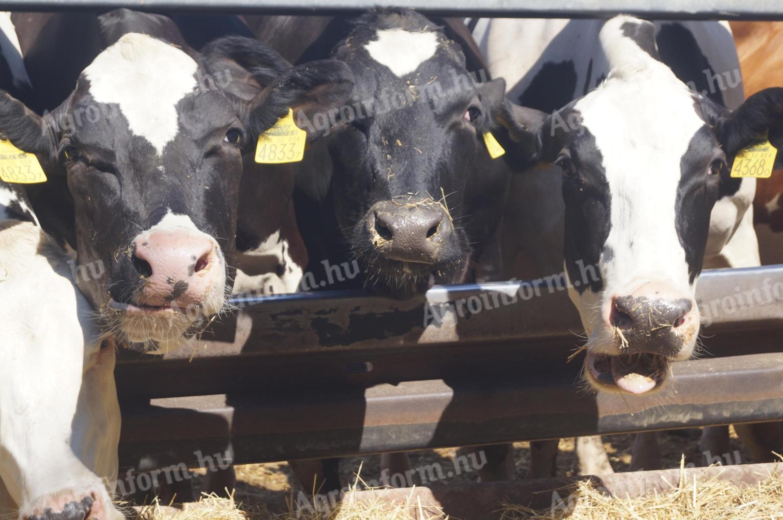 Szarvasmarha körmölő - Baranya vármegye 7756 Borjád - Agroinform.hu