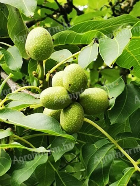 2025. tavaszi ültetésre/pótlásra közönséges dió (Juglans regia) csemete ...