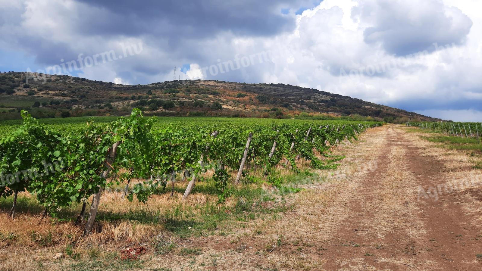 Visonta külterületén szőlőültetvény eladó - Heves vármegye 3261 Abasár ...