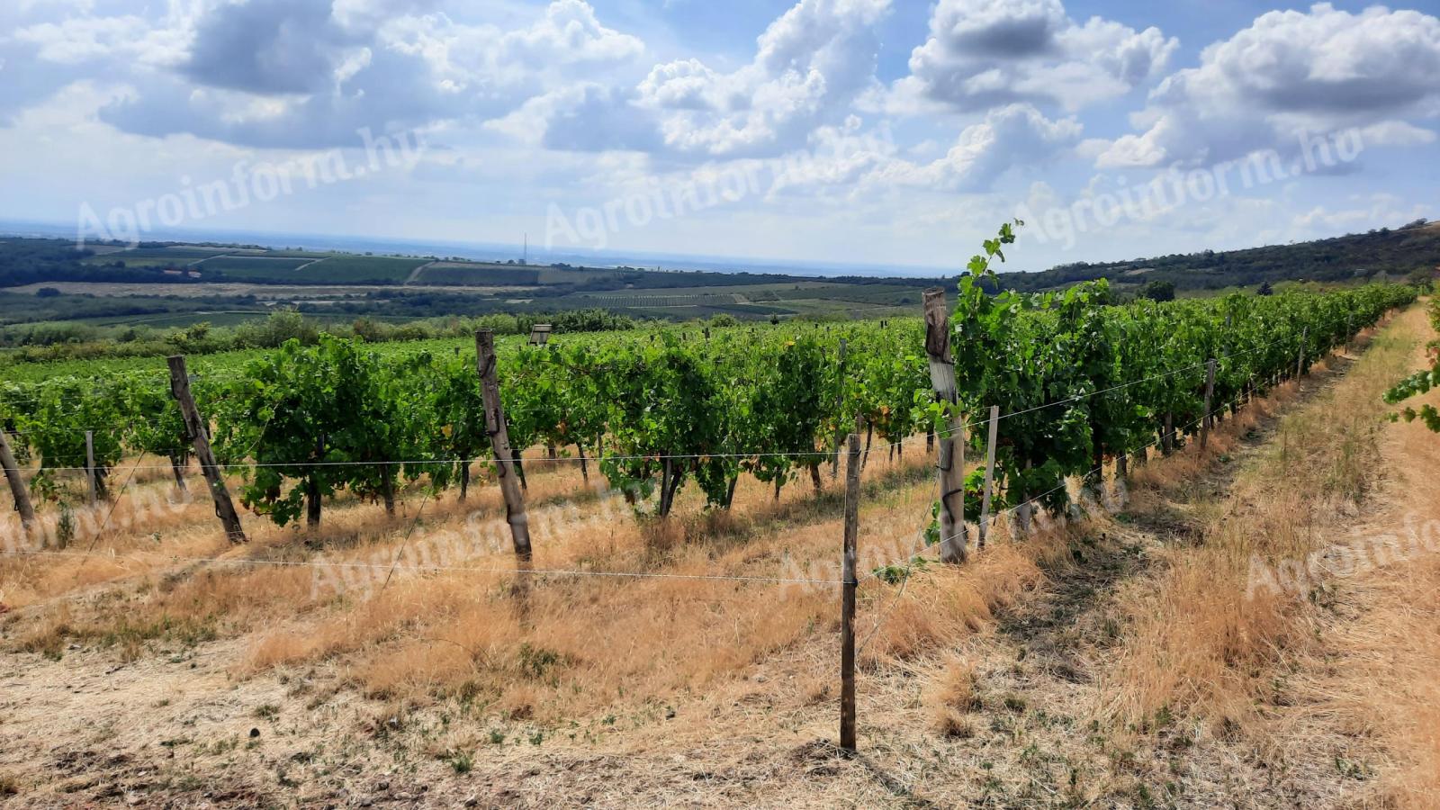 Visonta külterületén szőlőültetvény eladó - Heves vármegye 3261 Abasár ...