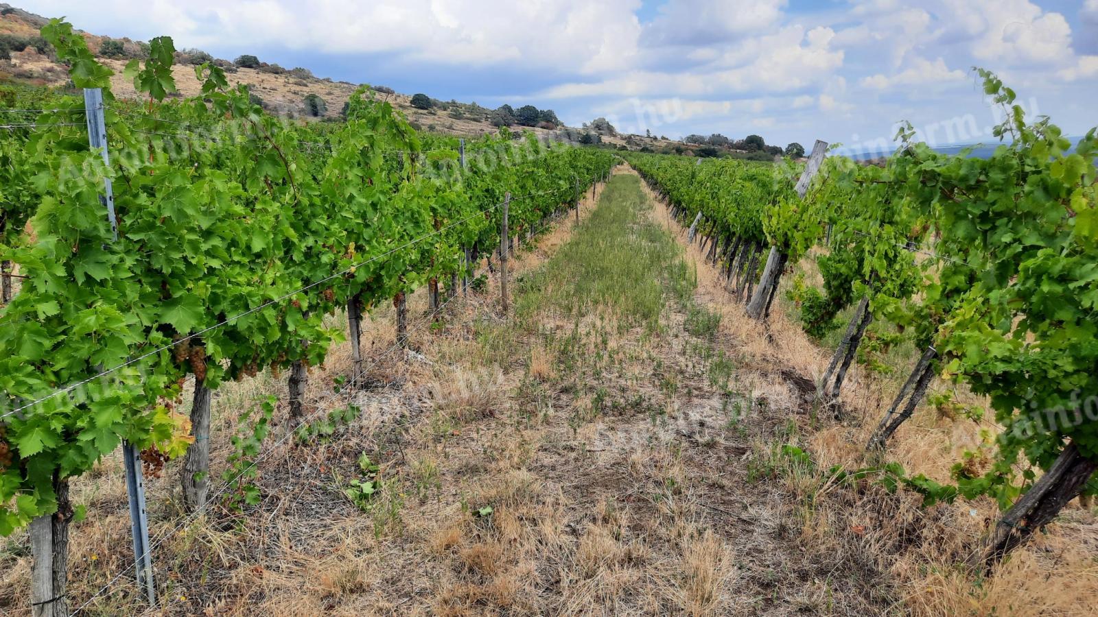 Visonta külterületén szőlőültetvény eladó - Heves vármegye 3261 Abasár ...