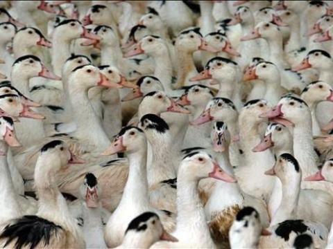 Gazda mezőgazdasági eladó kacsa - Piactér | Agroinform.hu