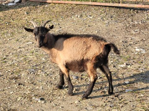 Kecske - Piactér | Agroinform.hu