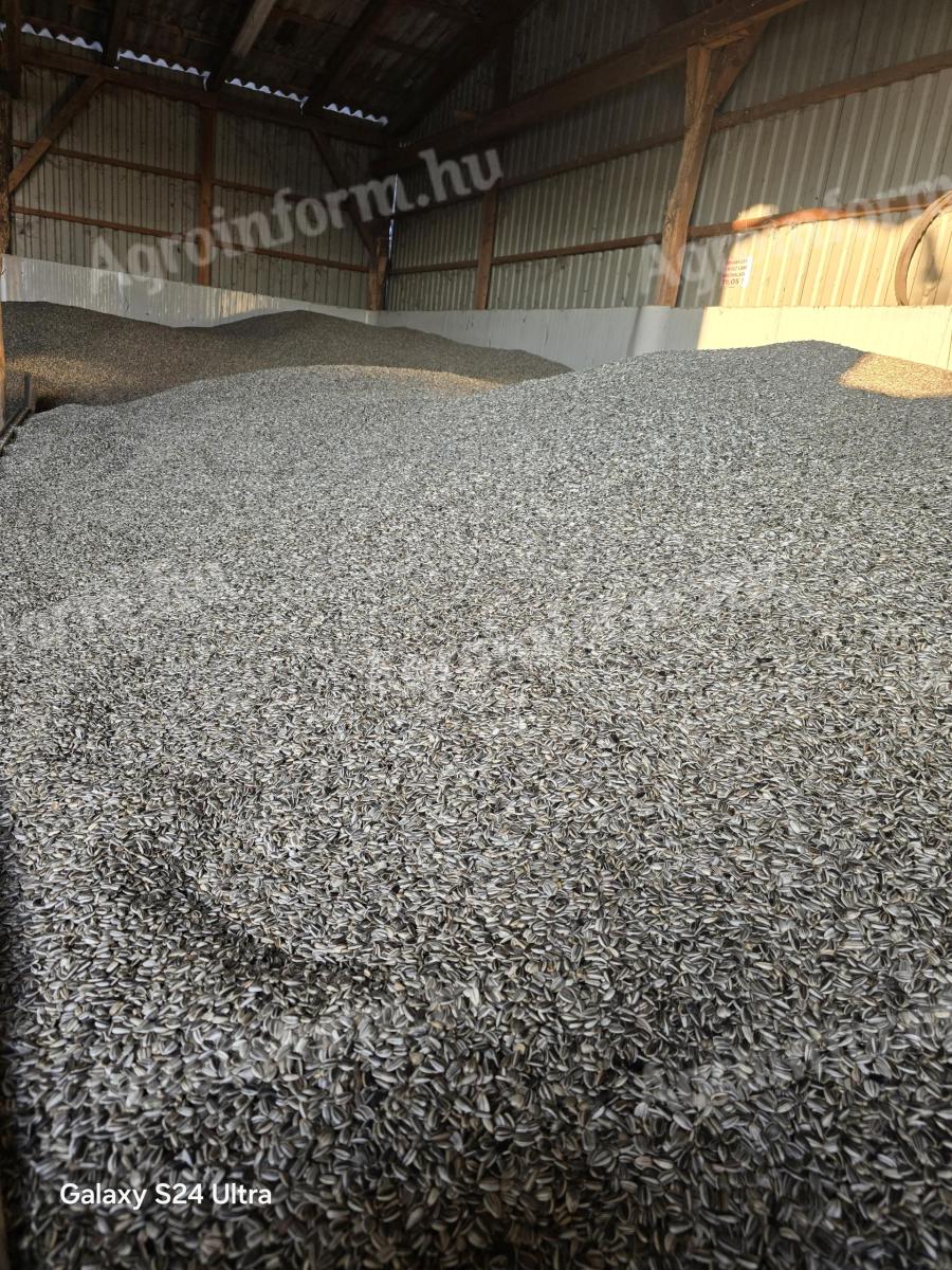 Iregi csíkos napraforgó - Szabolcs-Szatmár-Bereg vármegye 4244 ...