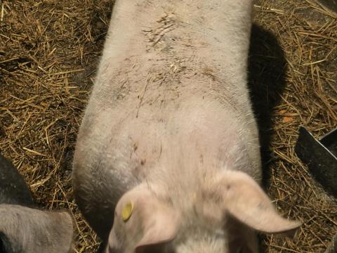 Eladó disznó - Piactér | Agroinform.hu