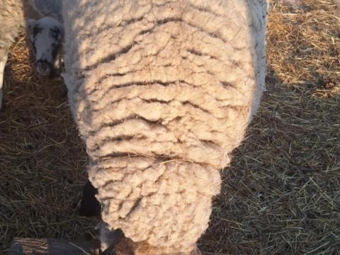 Eladó birka - Piactér | Agroinform.hu