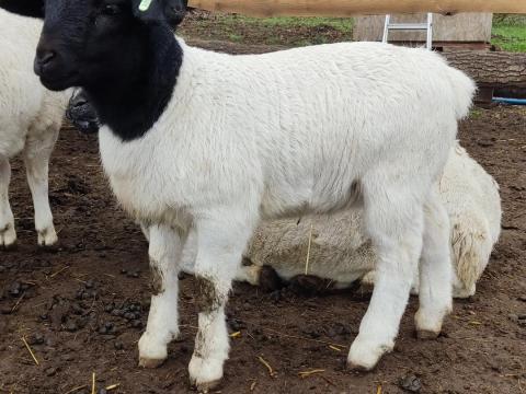 Eladó dorper - Piactér | Agroinform.hu