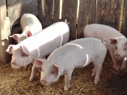 Gazda mezőgazdasági eladó malac - Piactér | Agroinform.hu