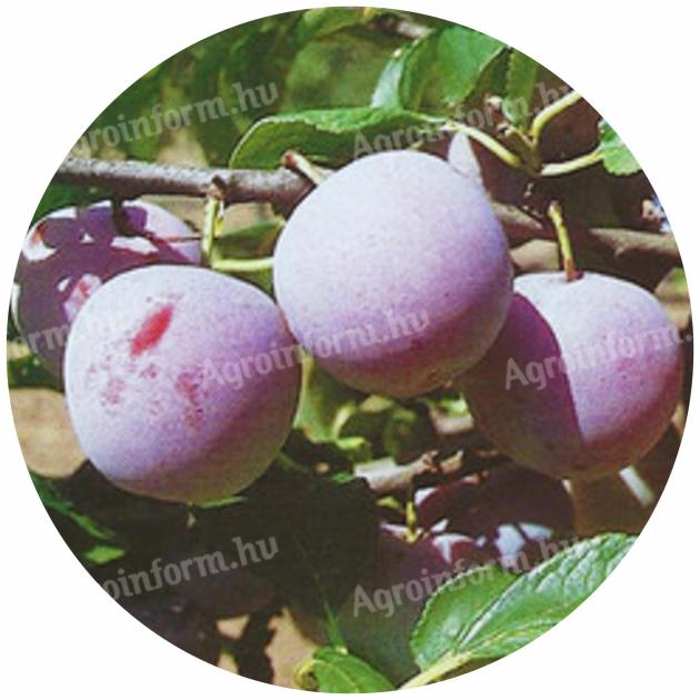 Althann ringló szilva facsemete – szabadgyökeres, földlabdás és ...