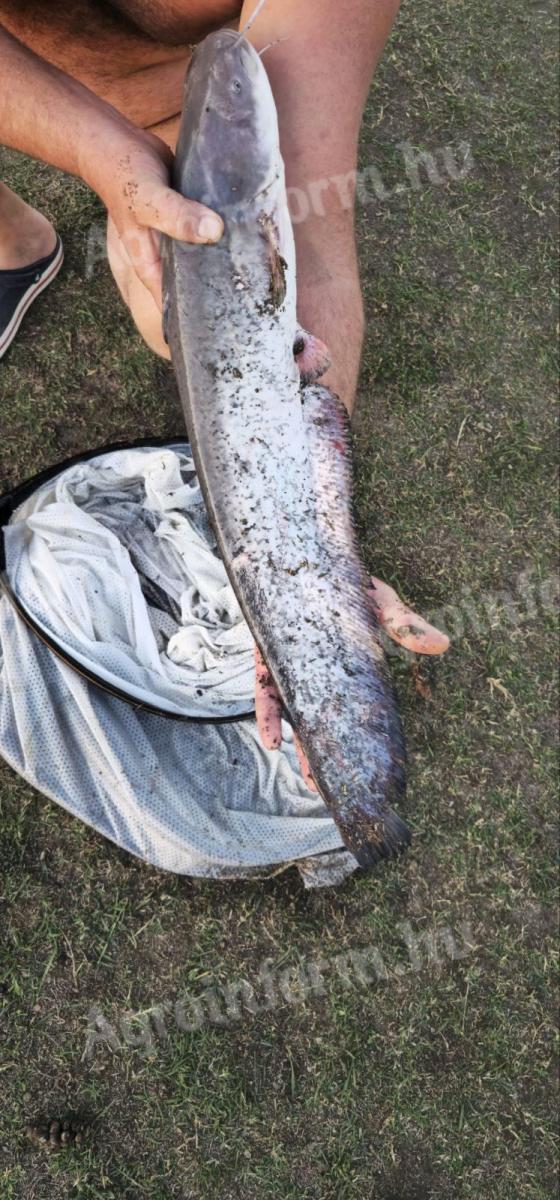 Harcsa - Csongrád-Csanád vármegye 6758 Röszke - Agroinform.hu