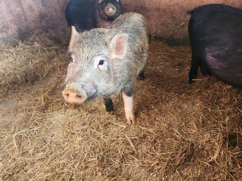 Gazda mezőgazdasági eladó malac - Piactér | Agroinform.hu