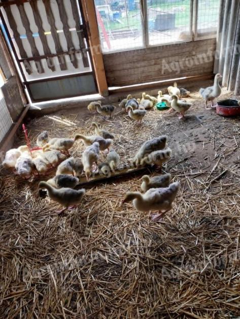 Libák, fehér és szürke színűek eladók, 20 db, 10-14 kg, 1 és 2 évesek ...