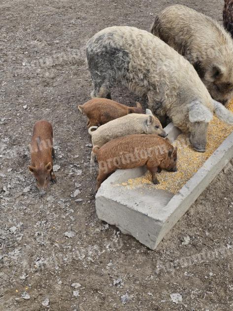 Mangalica-malacok - Baranya vármegye 7717 Kölked - Agroinform.hu