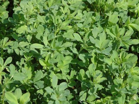 Lucerna vetőmag - Piactér | Agroinform.hu