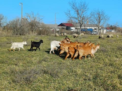 Kecske - Piactér | Agroinform.hu