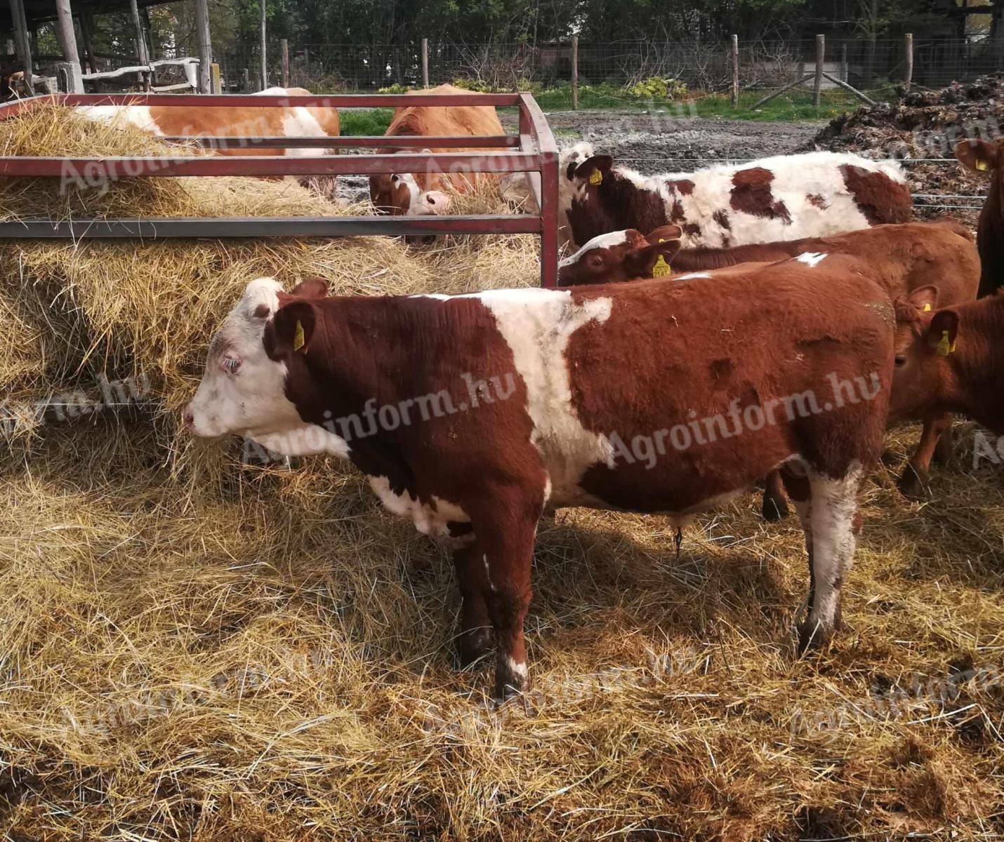 Két borjú költözik - Bács-Kiskun vármegye 6500 Baja - Agroinform.hu