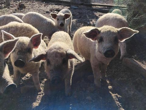 Gazda mezőgazdasági eladó malac - Piactér | Agroinform.hu