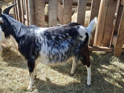 Kecske - Piactér | Agroinform.hu