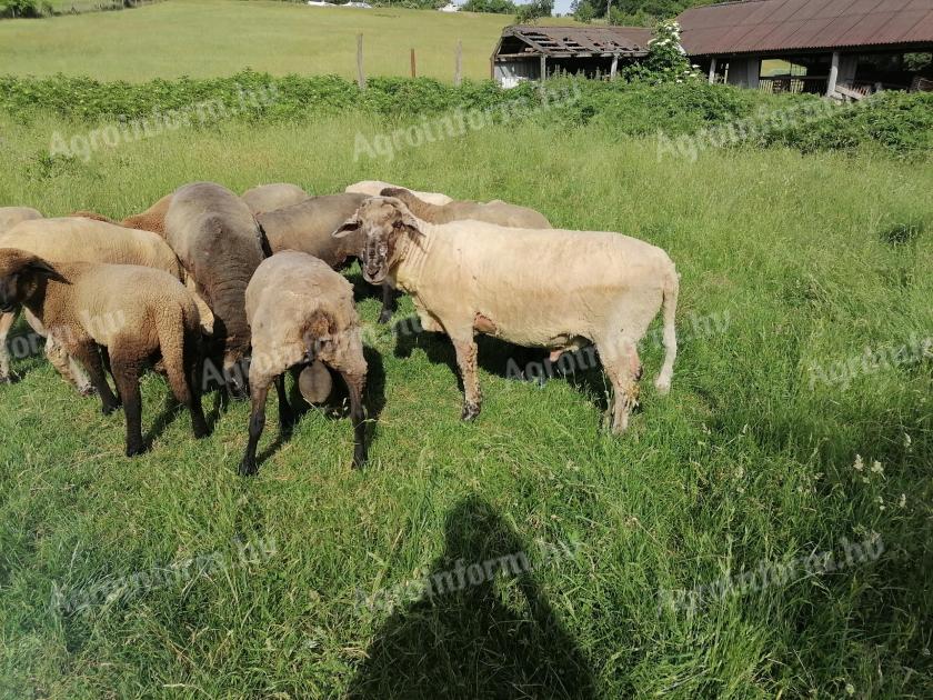 Eladó juh, birka, bárány - Komárom-Esztergom vármegye 2831 Tarján ...