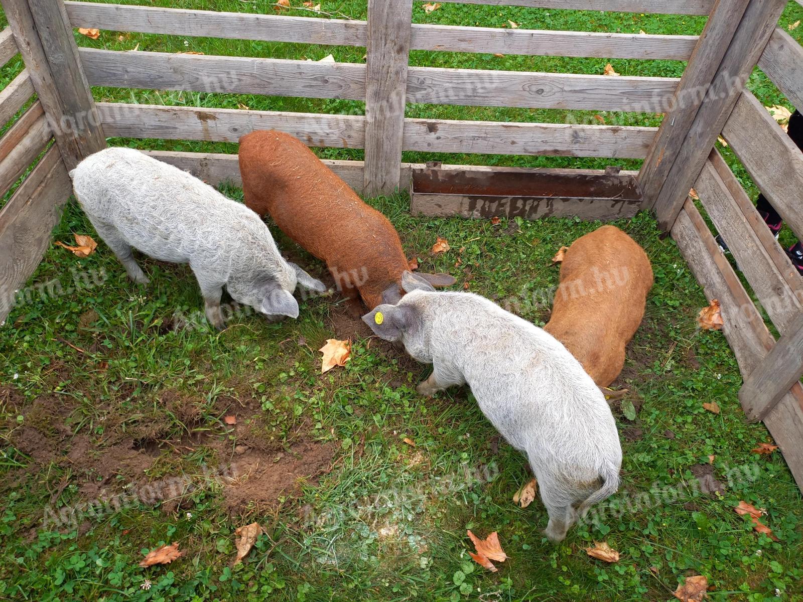 Mangalica malacok eladók - Vas vármegye 9800 Vasvár - Agroinform.hu