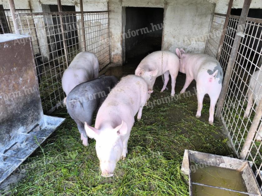 Hízók, süldők és választási malacok - Borsod-Abaúj Zemplén vármegye ...
