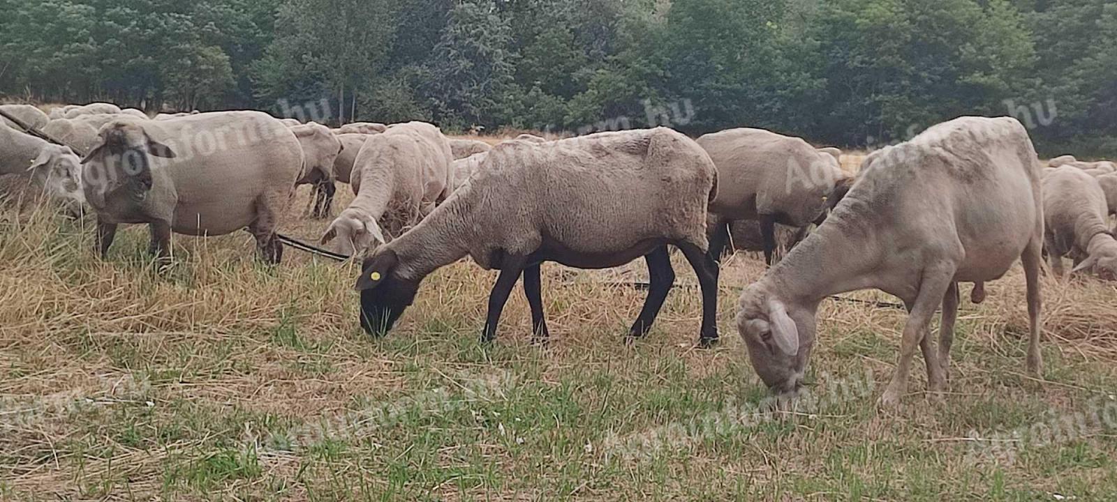 Juh birka - Bács-Kiskun vármegye 6060 Tiszakécske - Agroinform.hu