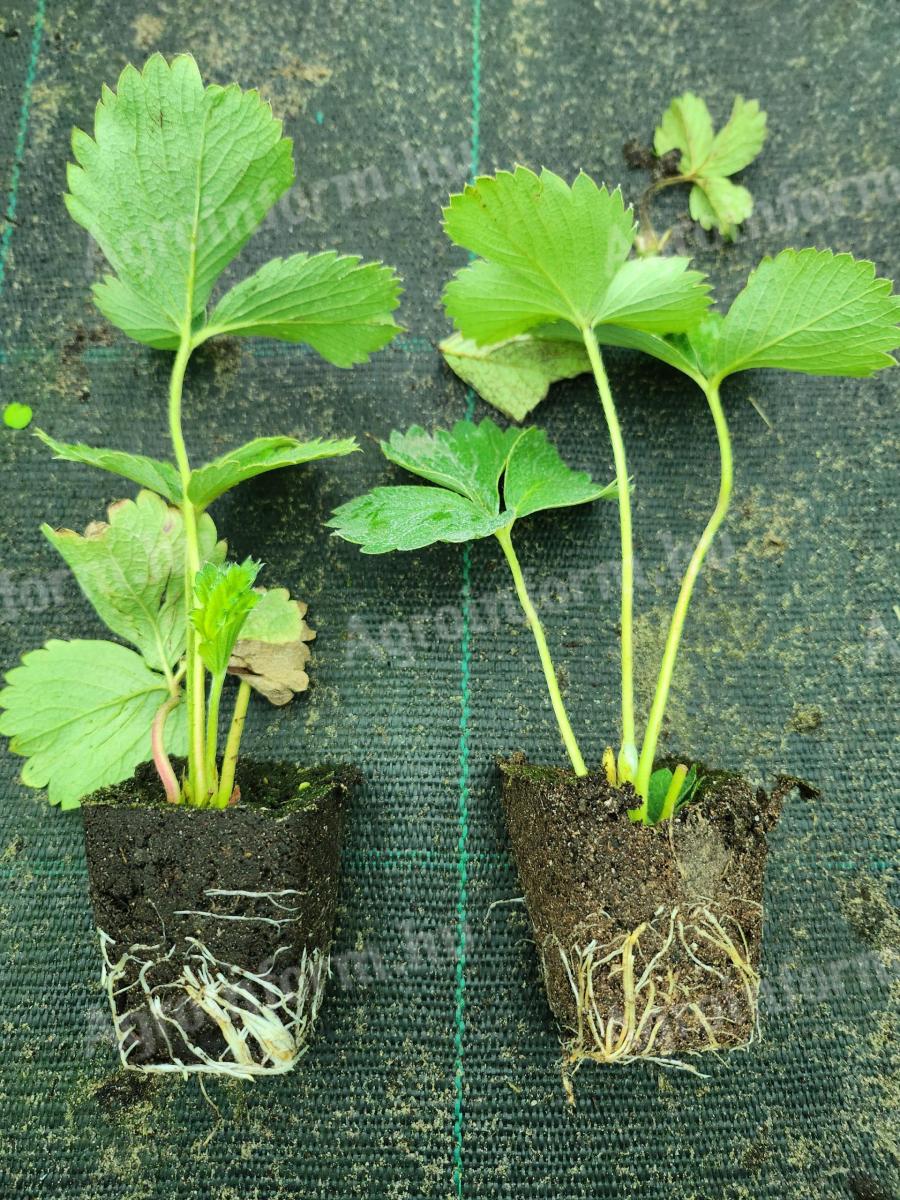 Földlabdás eper palánta - Pest vármegye 2700 Cegléd - Agroinform.hu