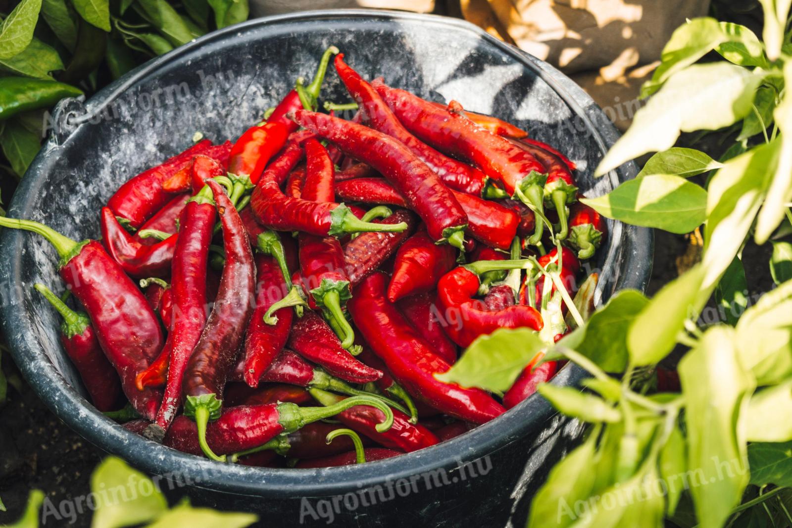 Kézzel szedett fűszerpaprika a Fajszi Paprika Manufaktúrától - Bács ...