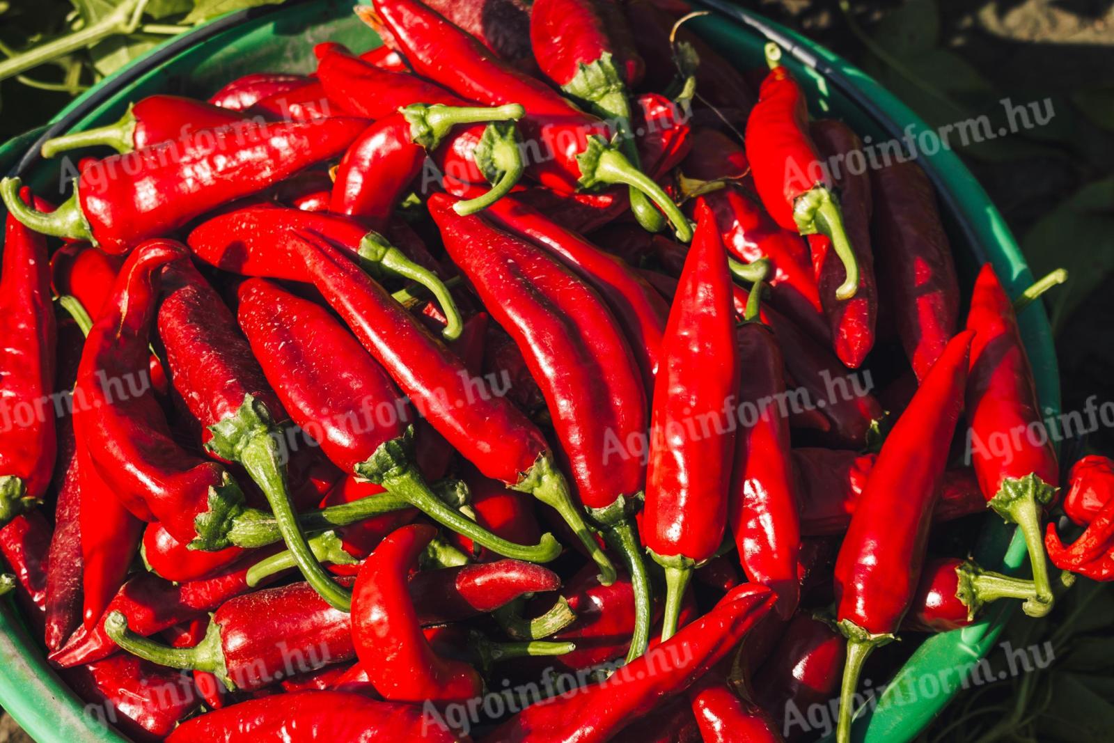 Kézzel szedett fűszerpaprika a Fajszi Paprika Manufaktúrától - Bács ...