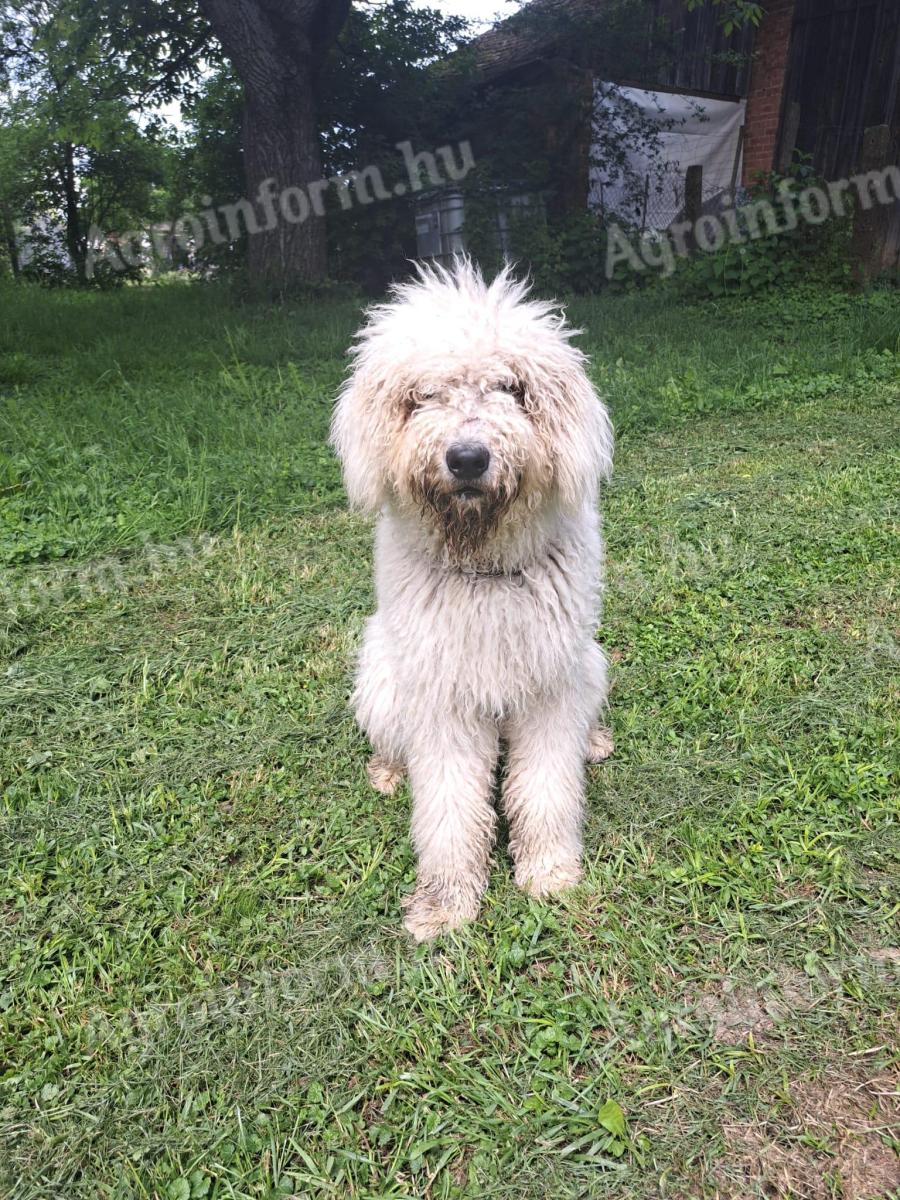 1 éves komondor szuka - Vas vármegye 9922 Pinkamindszent - Agroinform.hu