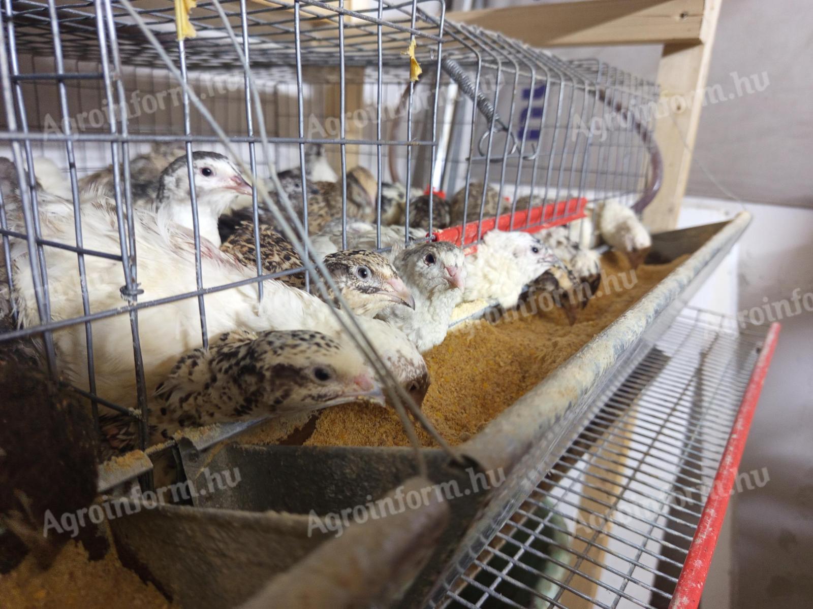 Fürj/tenyésztojás/friss tojás - Győr-Moson-Sopron vármegye 9441 ...