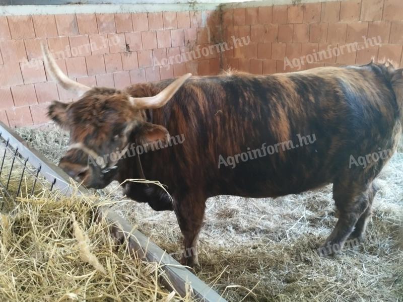 Skót felföldi üsző - Borsod-Abaúj Zemplén vármegye 3535 Miskolc ...