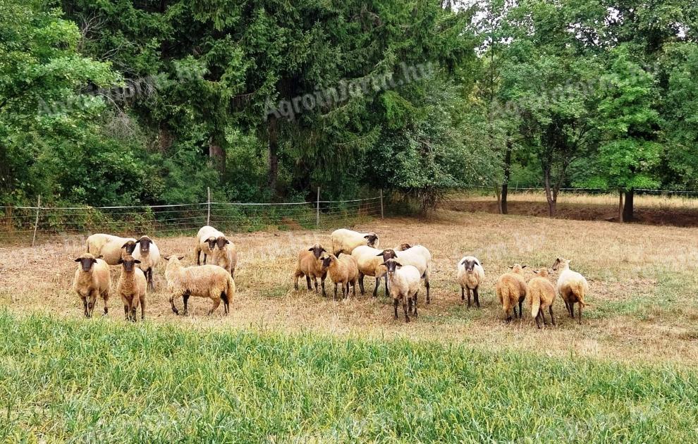Cigája juhok eladók Vas vármegyében - Vas vármegye 9945 Kercaszomor ...