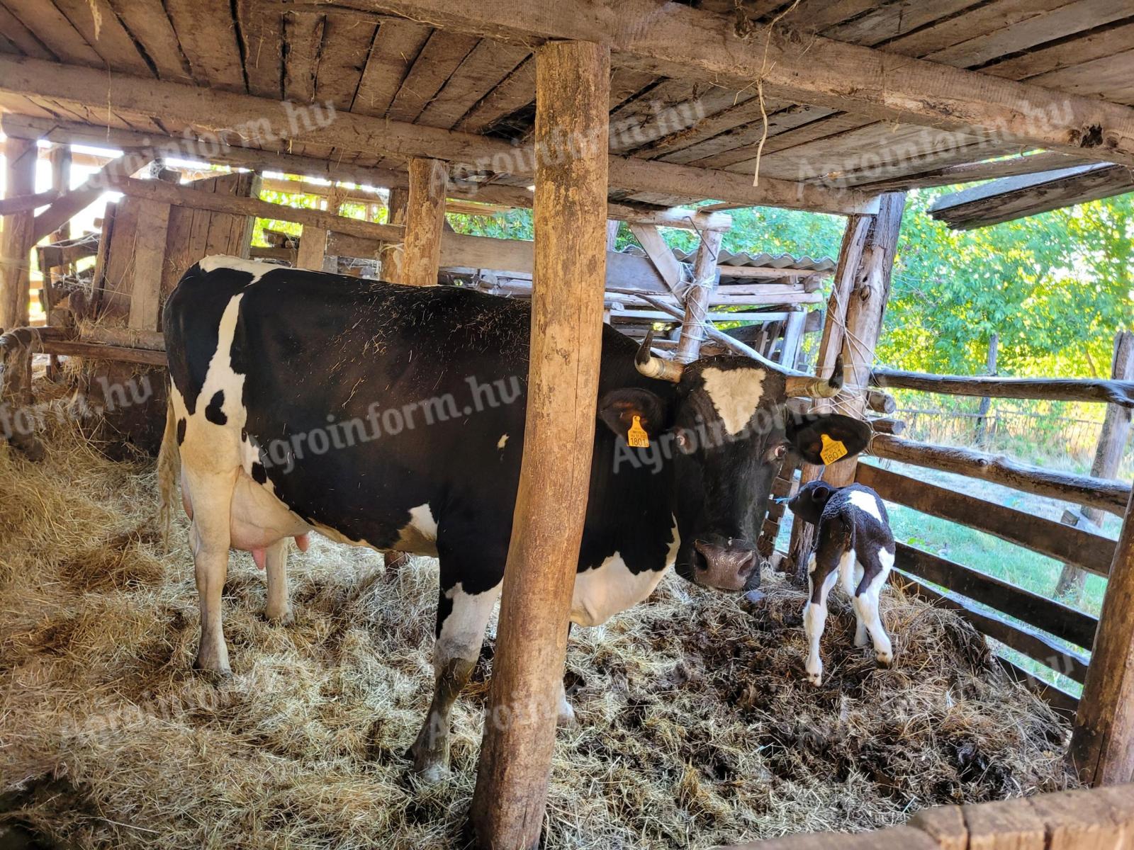 Vemhes magyartarka tehenek és magyartarka-holstein-fríz keverék tehén ...