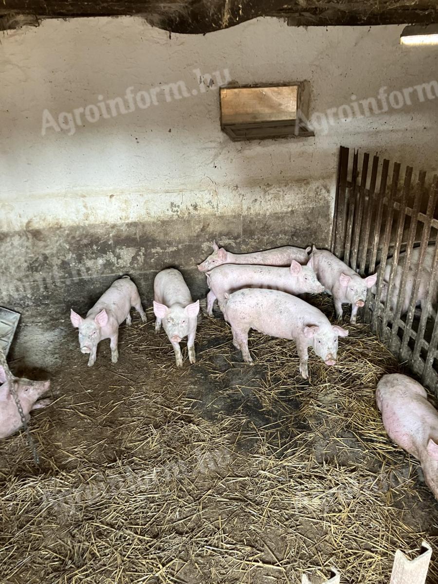 Eladó kis malac, 25-30 kg-os - Hajdú-Bihar vármegye 4173 Nagyrábé ...