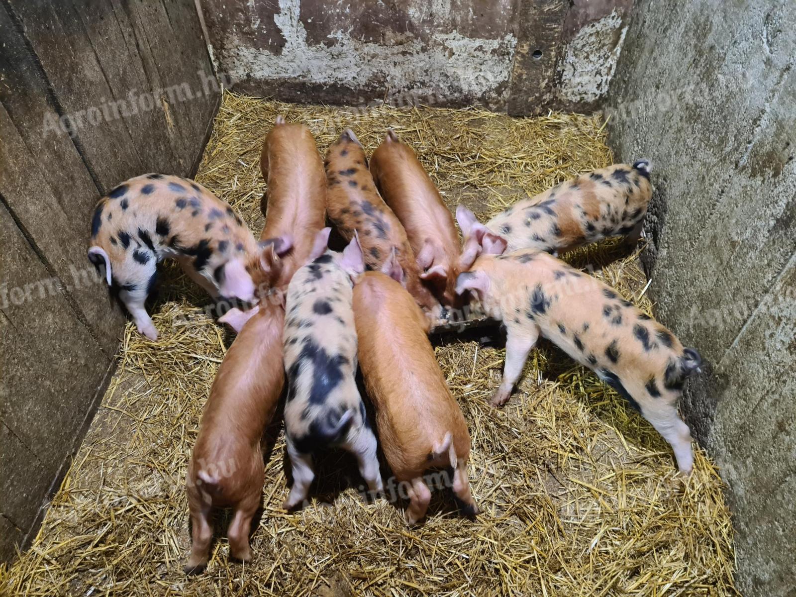 Gyönyörű választási malacok eladók - Somogy vármegye 7545 Nagykorpád ...