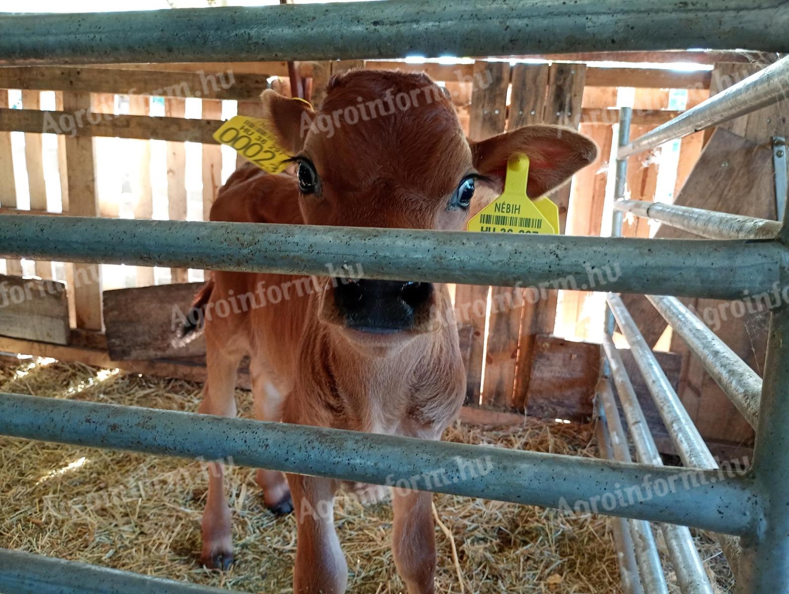Jersey bika borjú A2 szülőktől eladó Csongrád megyében - Csongrád ...