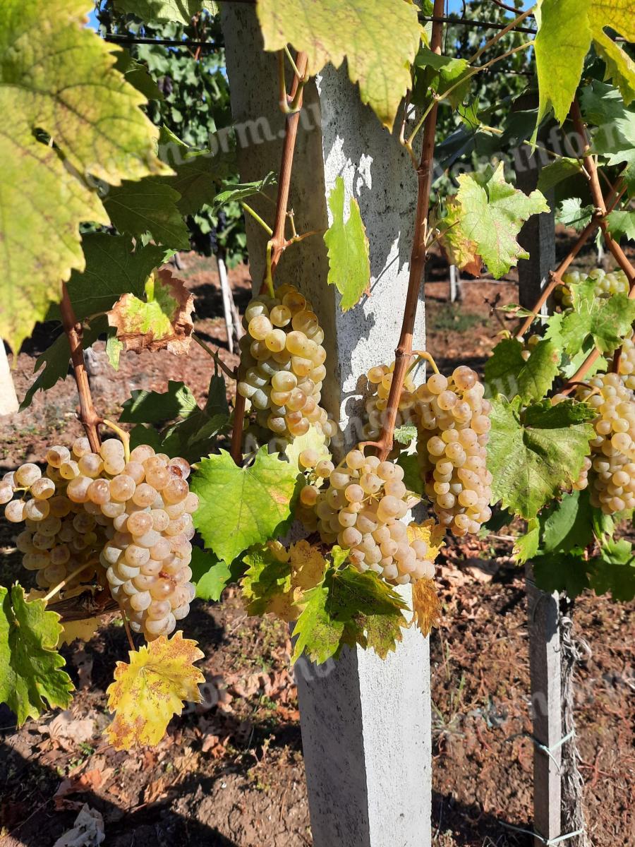 Olaszrizling eladó Egerben - Heves vármegye 3300 Eger - Agroinform.hu